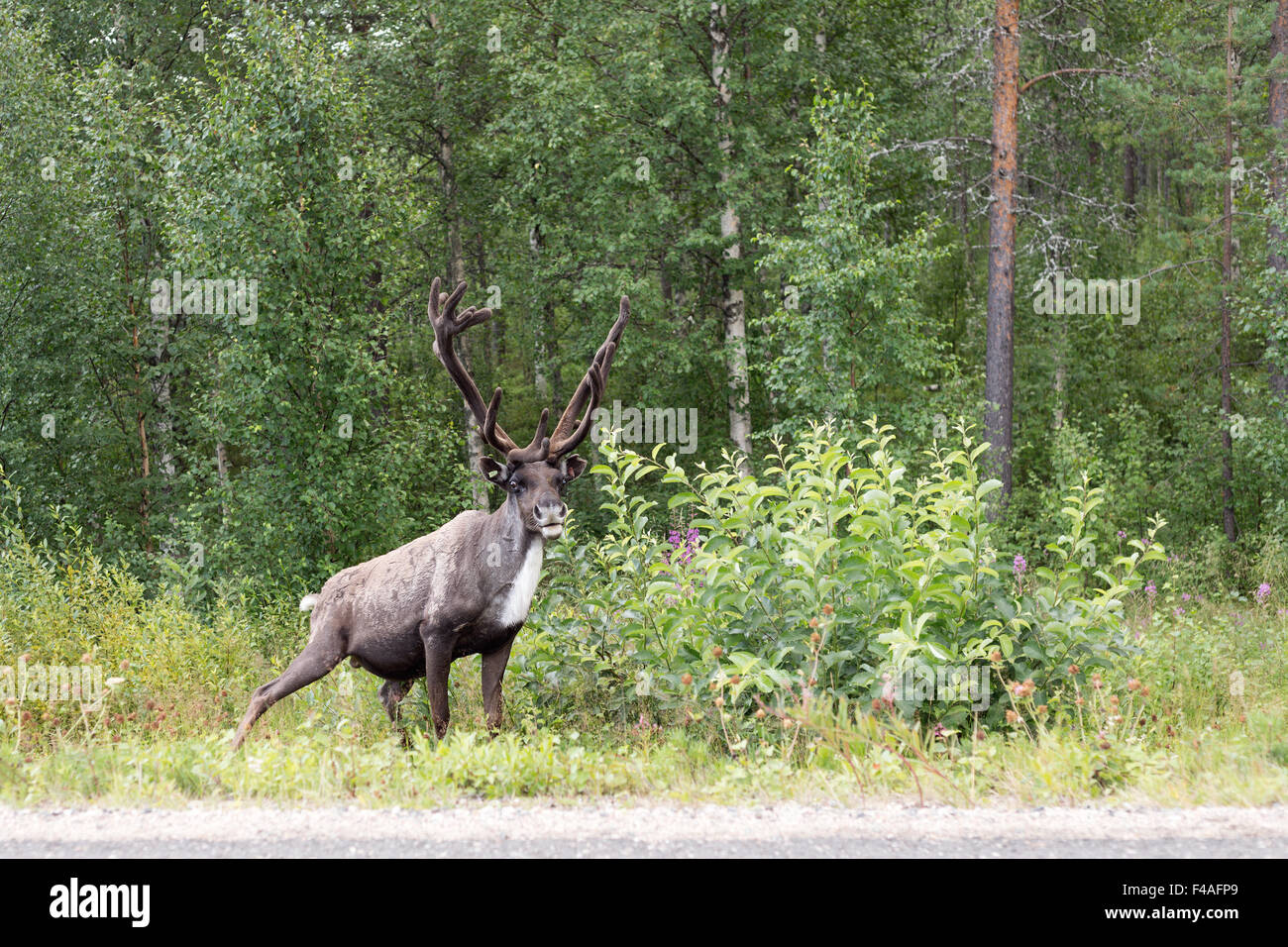 Reindeer at the roadside hi-res stock photography and images - Alamy