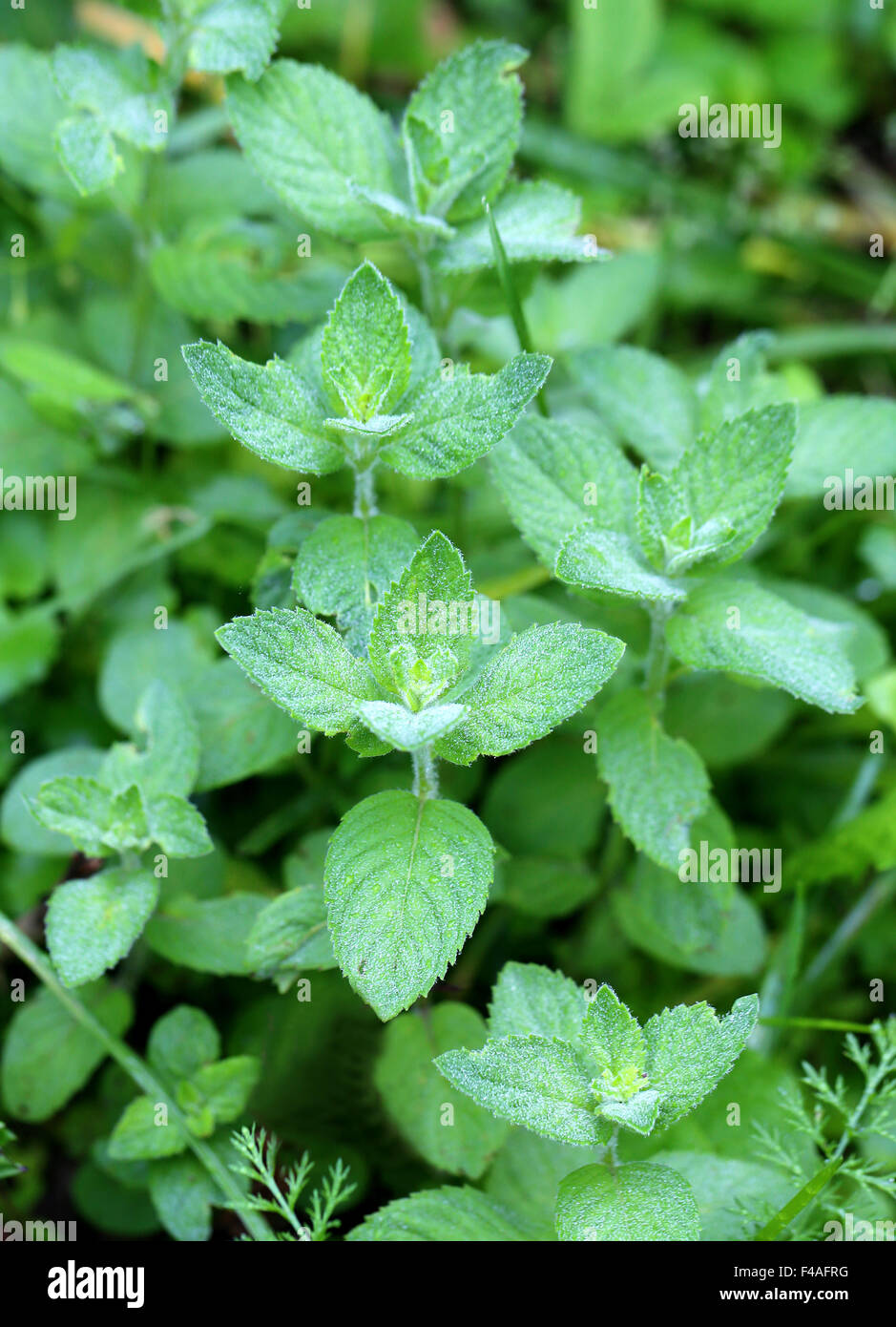 Beautiful delicious green mint photographed close up Stock Photo - Alamy
