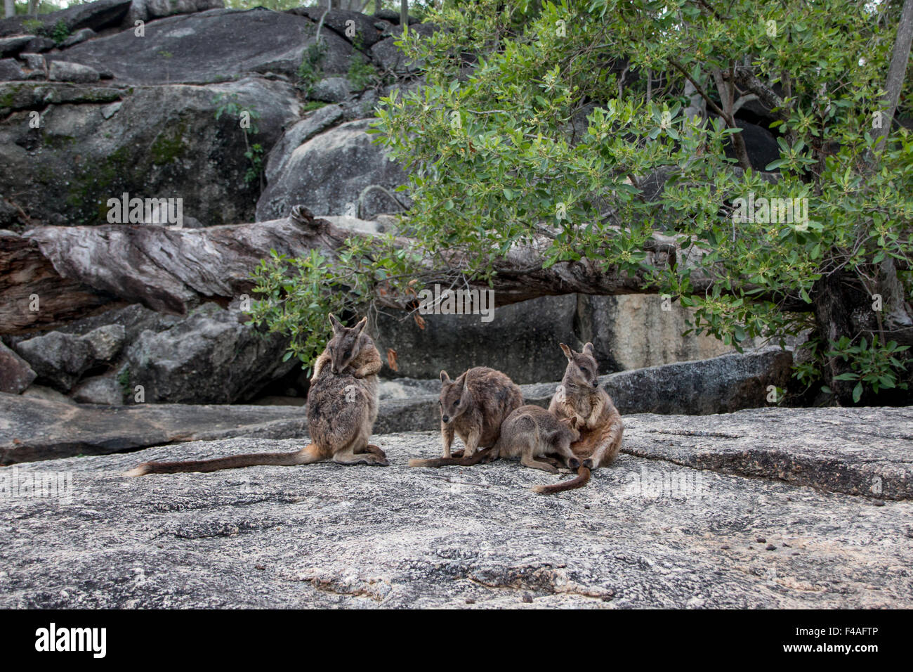Rock Wallaby Family Cleaning Each Other Stock Photo - Alamy