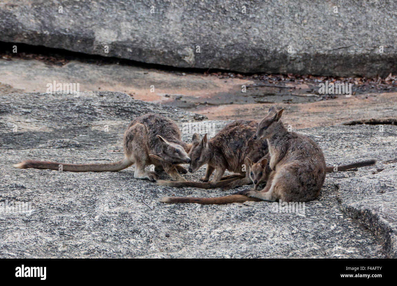 Rock Wallaby Family Stock Photo - Alamy