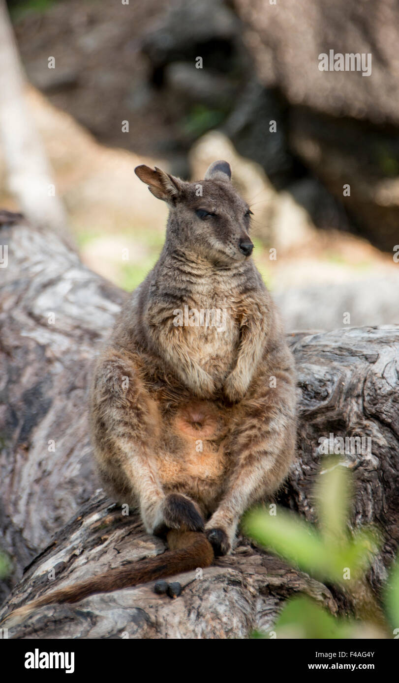 Unimpressed hi-res stock photography and images - Alamy