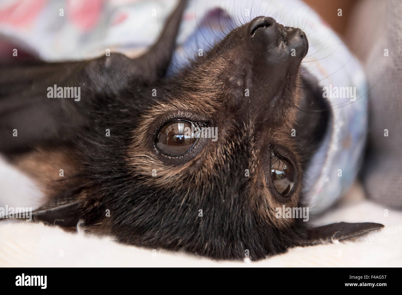 Baby bats hi-res stock photography and images - Alamy