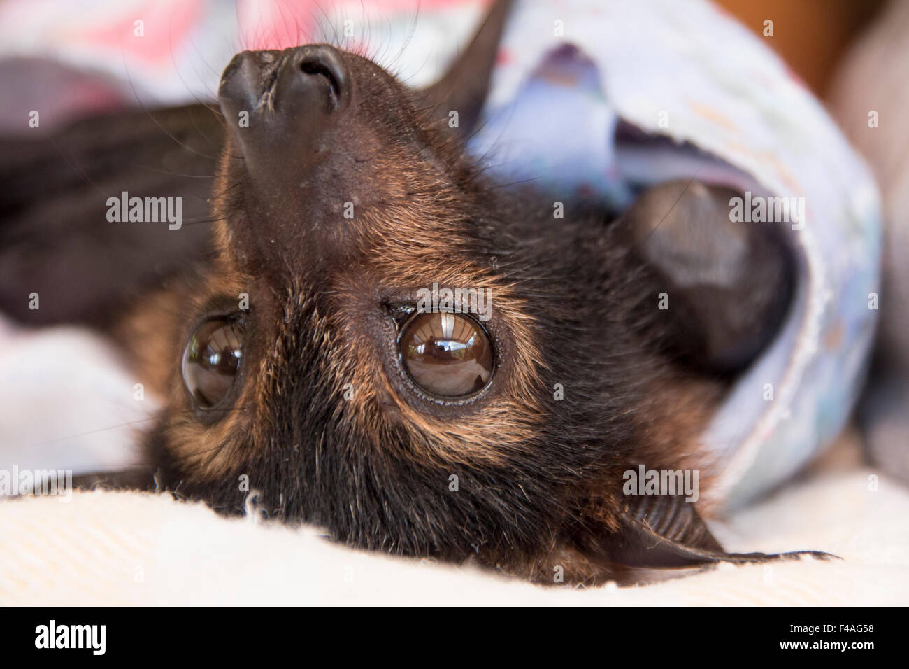 Baby Bat I Am The Night