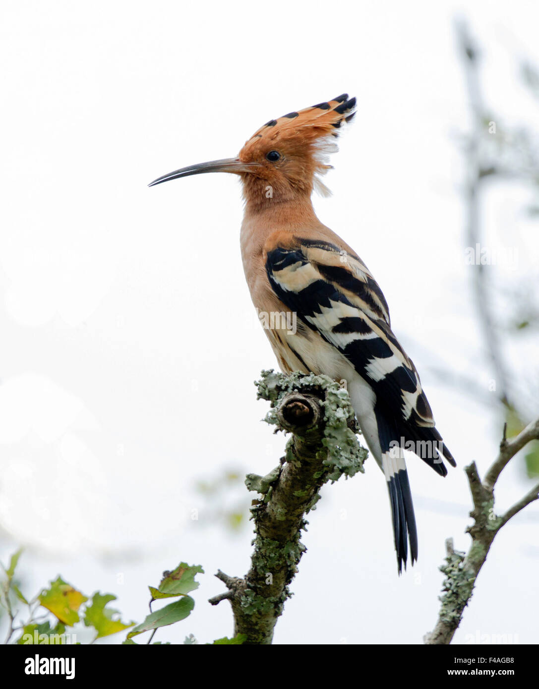 Hudhud hi-res stock photography and images - Alamy