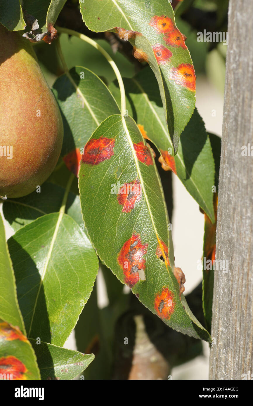 Pear trellis trees hi-res stock photography and images - Alamy