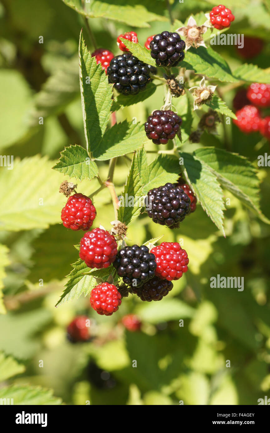 Loch ness blackberry hi-res stock photography and images - Alamy