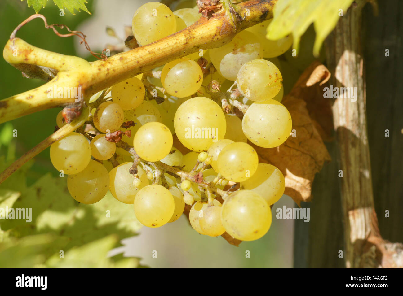 Grune Traube High Resolution Stock Photography and Images - Alamy