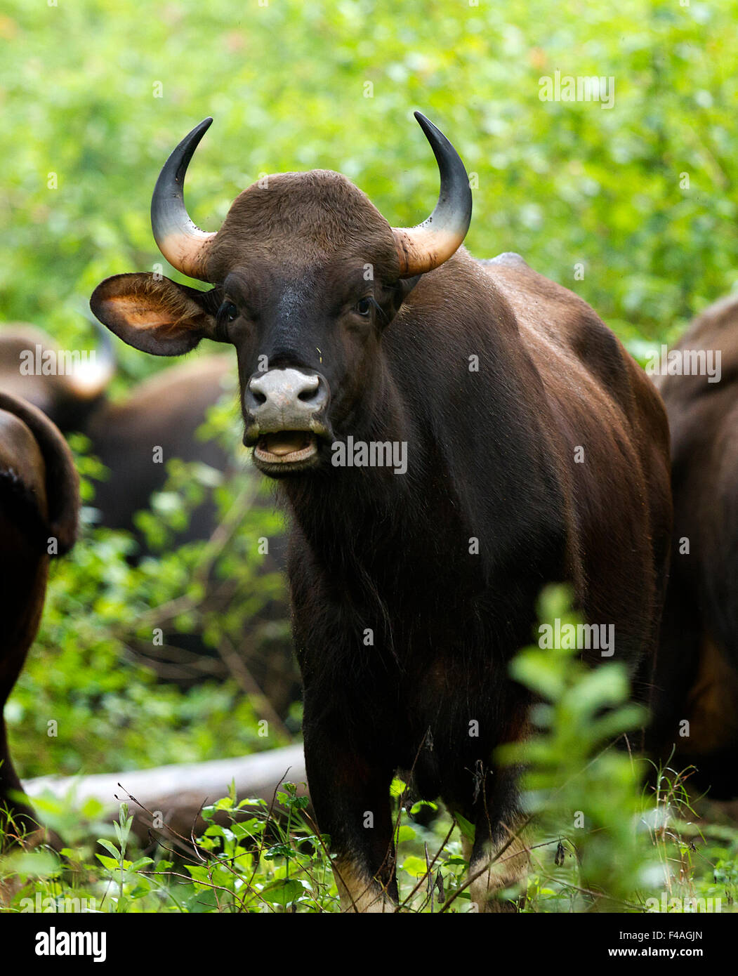 Indian Buffalo High Resolution Stock Photography and Images - Alamy