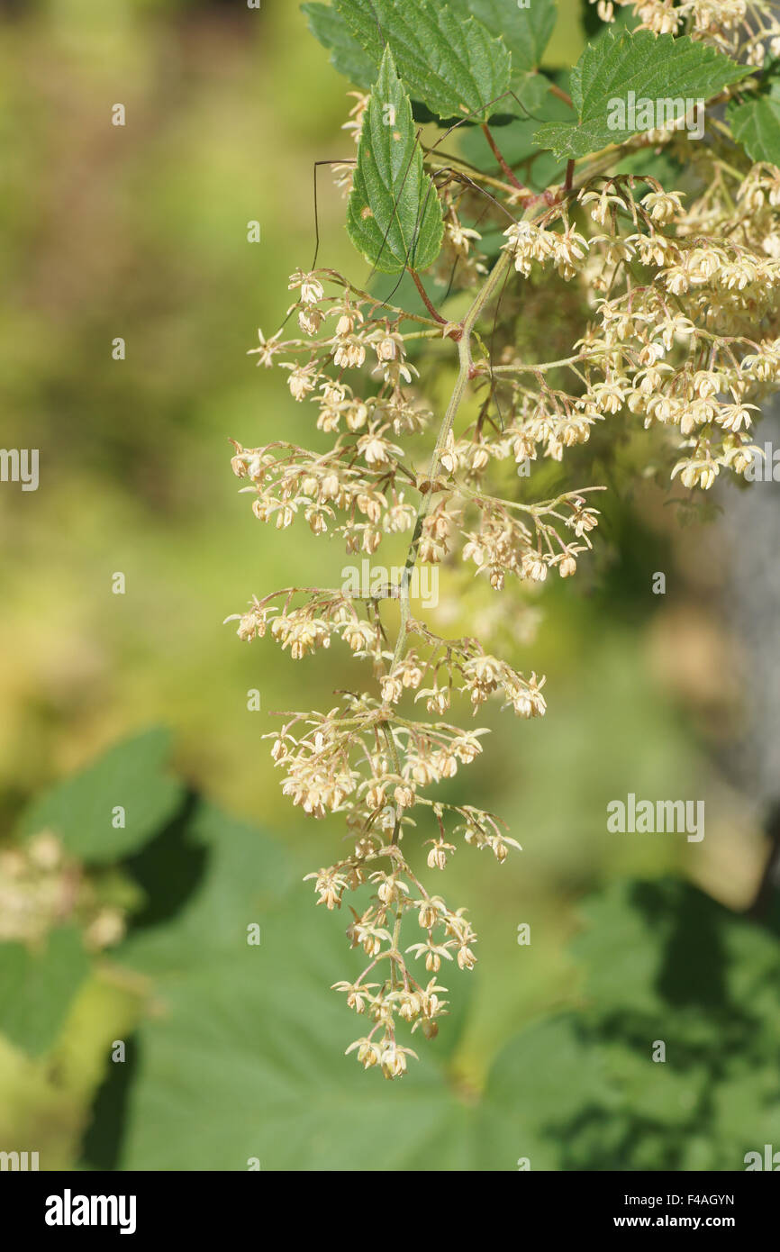 Humulus lupulus male hi-res stock photography and images - Alamy