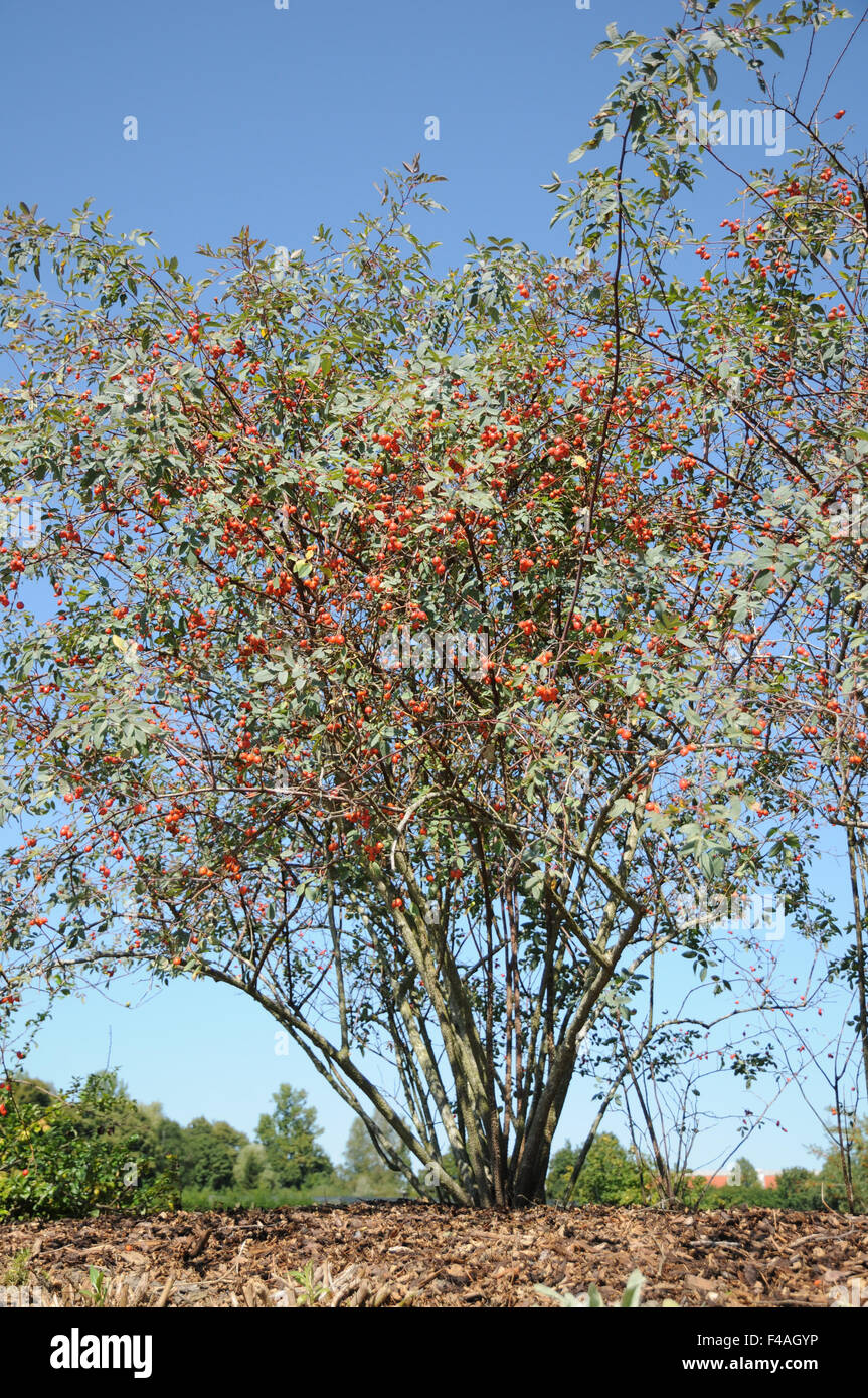 Redleaf b hi-res stock photography and images - Alamy