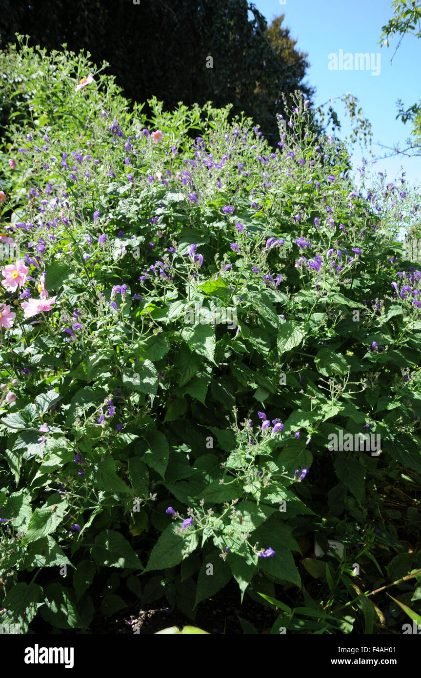 Strobilanthes hi-res stock photography and images - Alamy