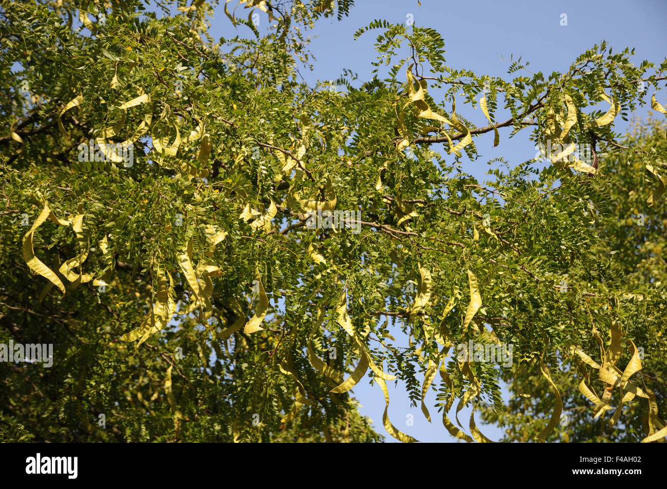 Honey locusts hi-res stock photography and images - Alamy