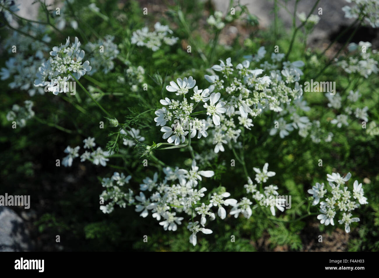 White lace flower hi-res stock photography and images - Alamy