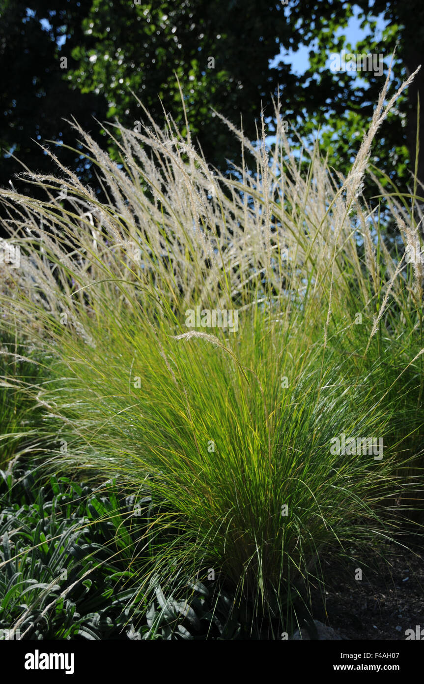 Stipa ichu hi-res stock photography and images - Alamy