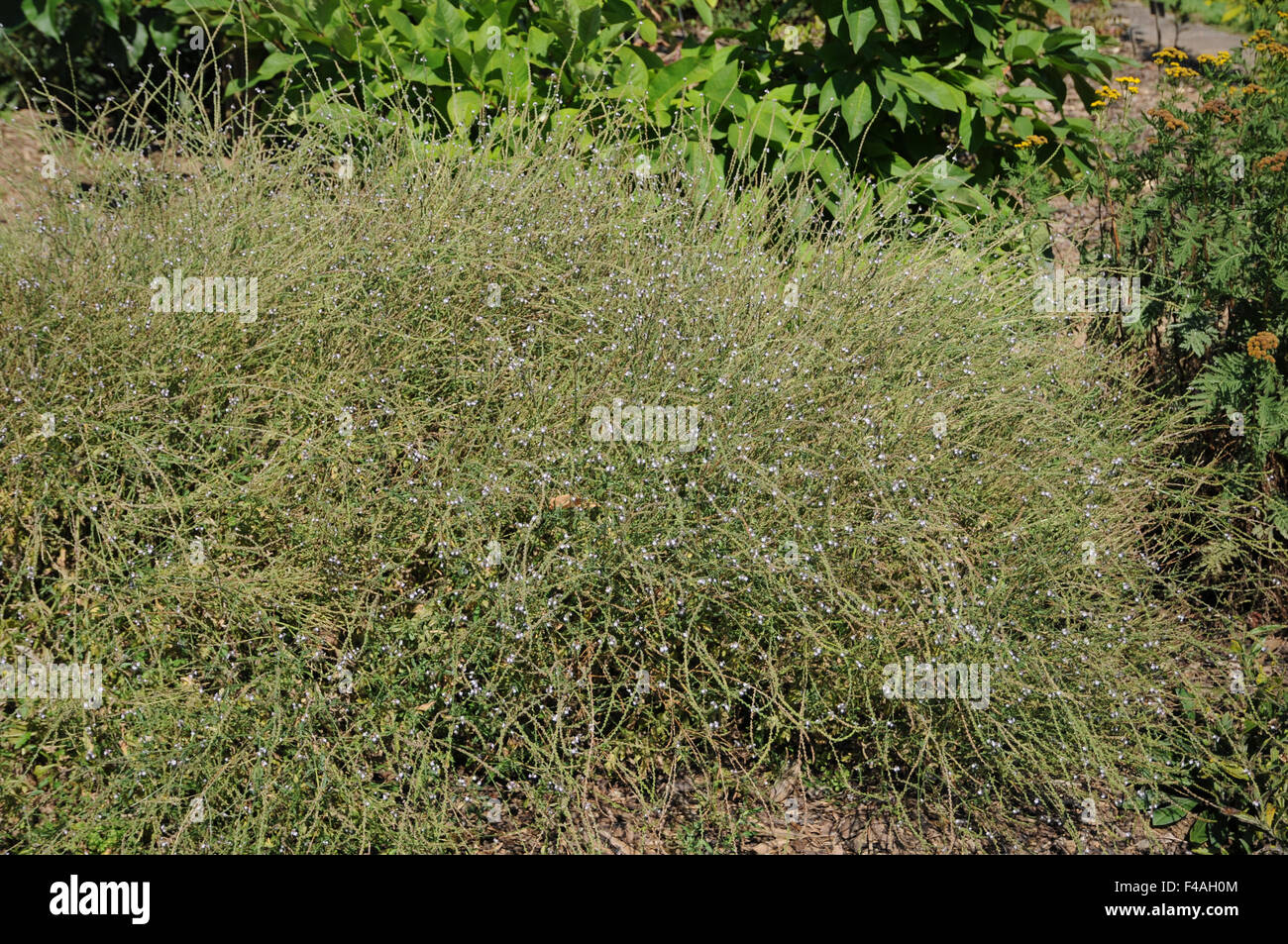 Common vervains hi-res stock photography and images - Alamy