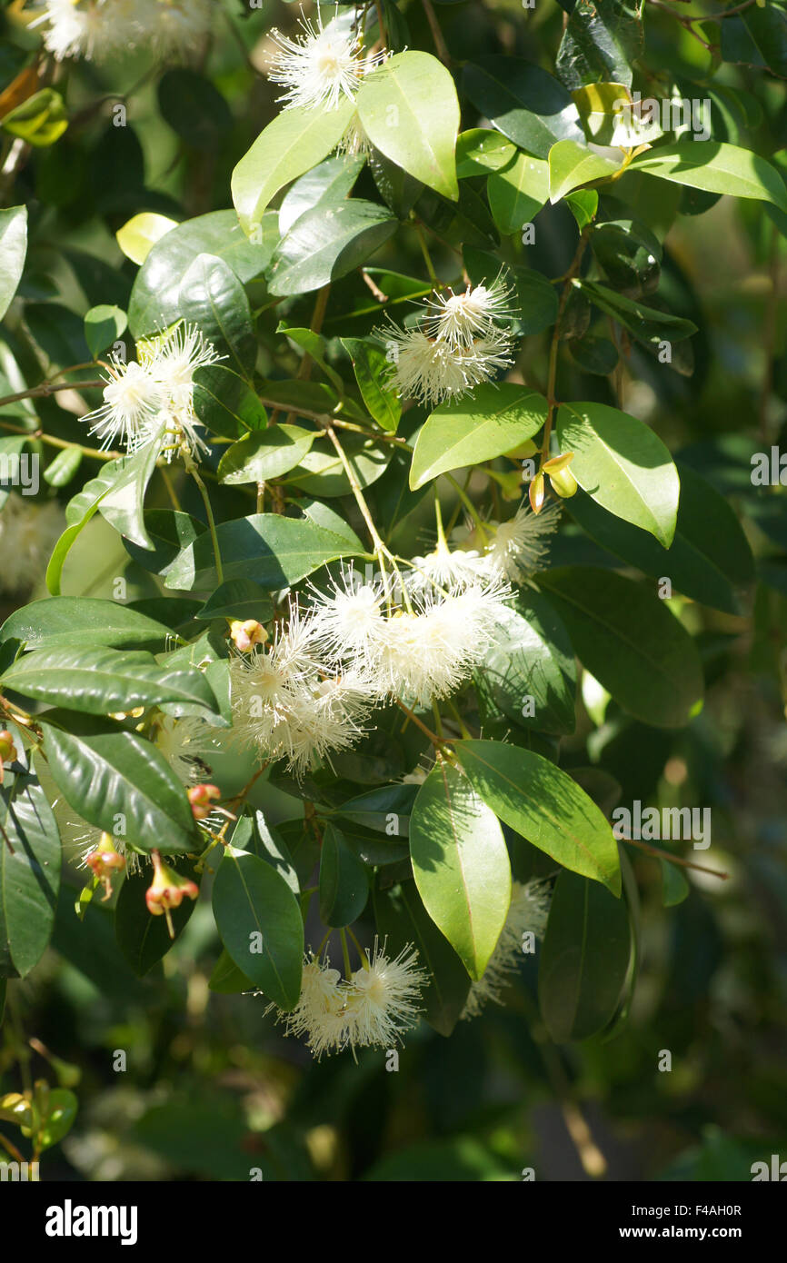 Brush cherry hi-res stock photography and images - Alamy