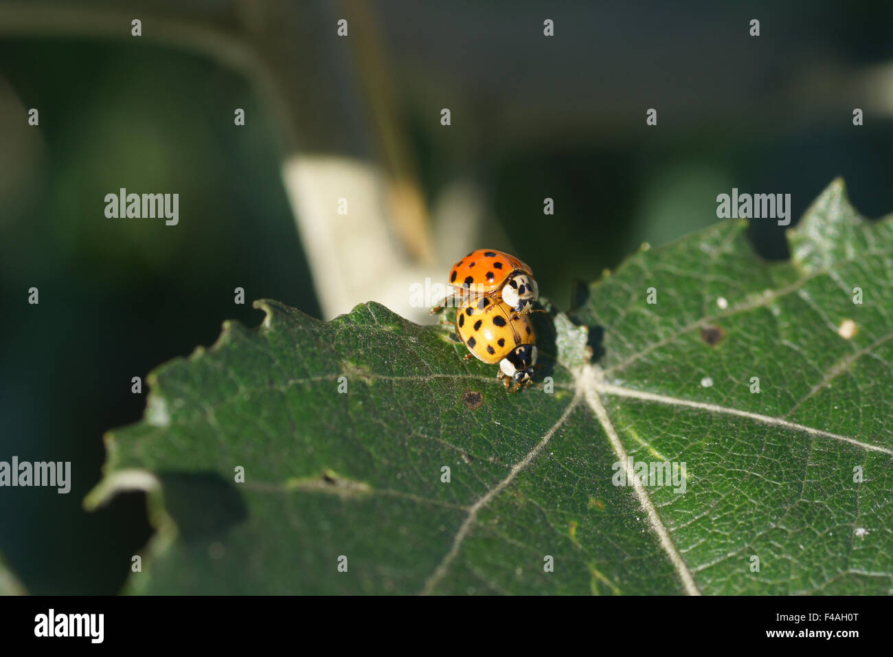 Pest control beetles hi-res stock photography and images - Alamy