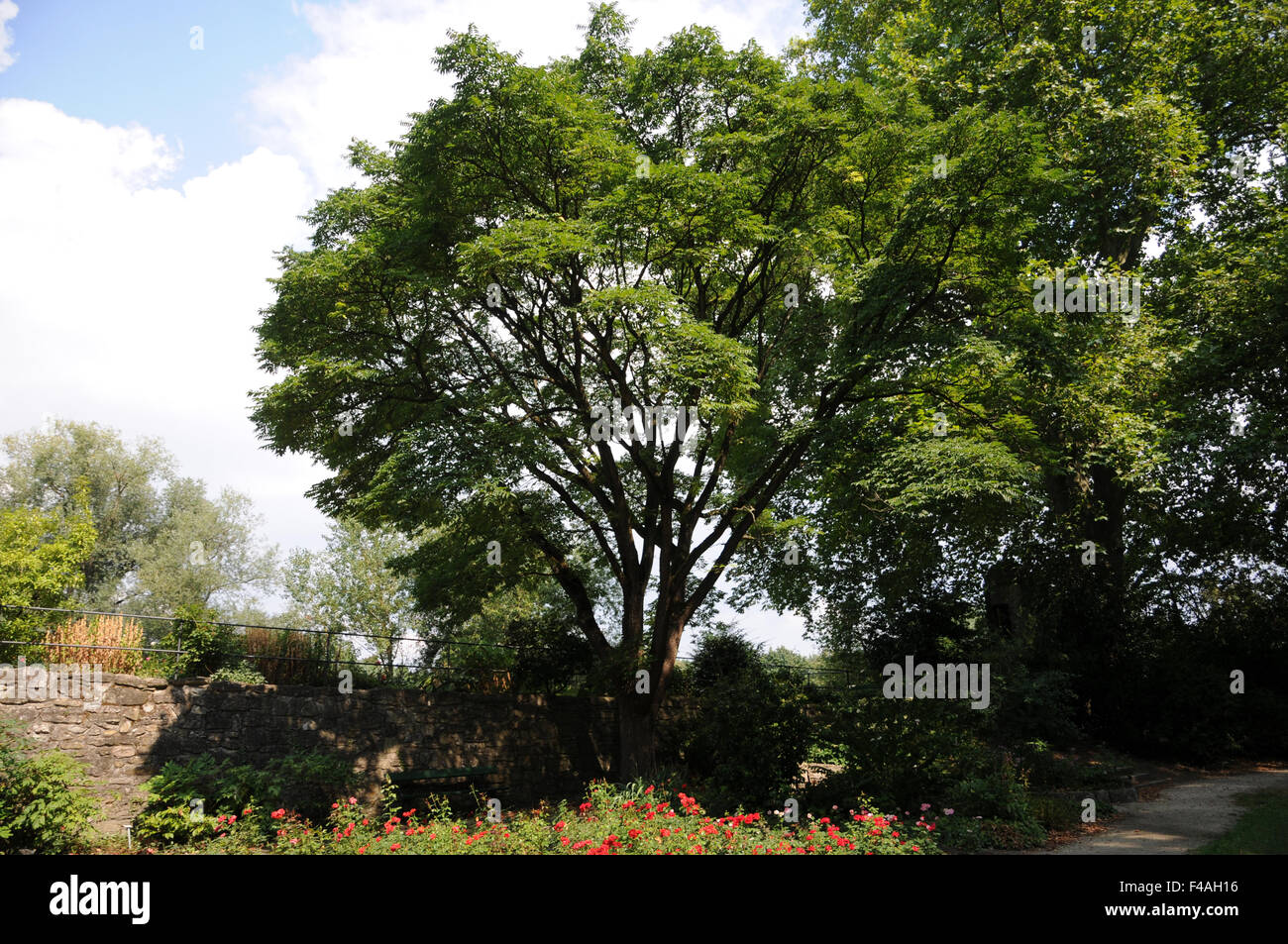 Amur cork tree hi-res stock photography and images - Alamy