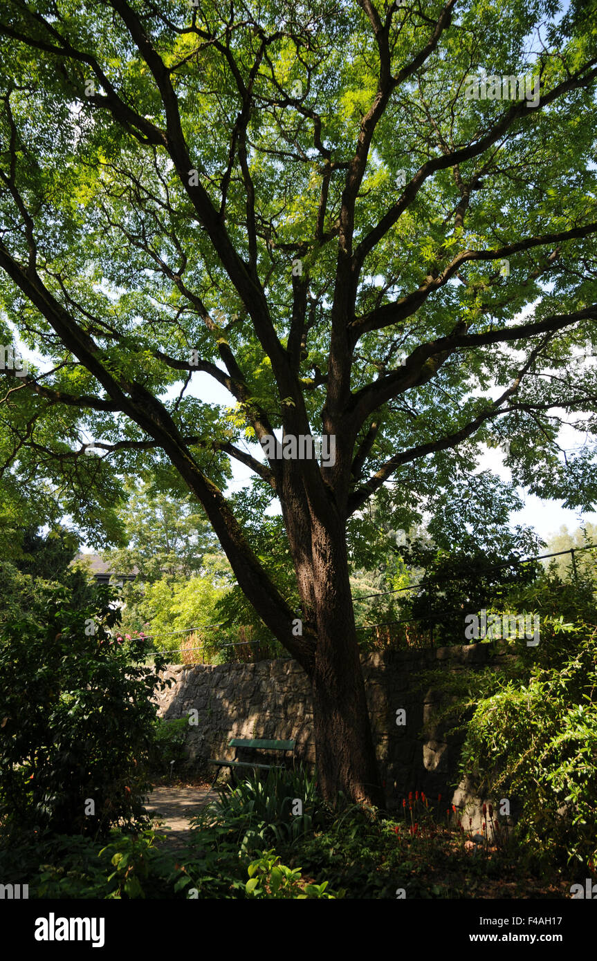 Amur cork tree hi-res stock photography and images - Alamy