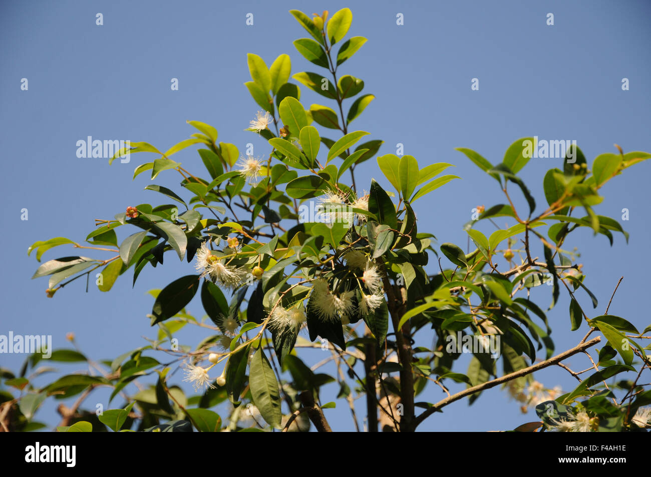 Australian cherry tree hi-res stock photography and images - Alamy