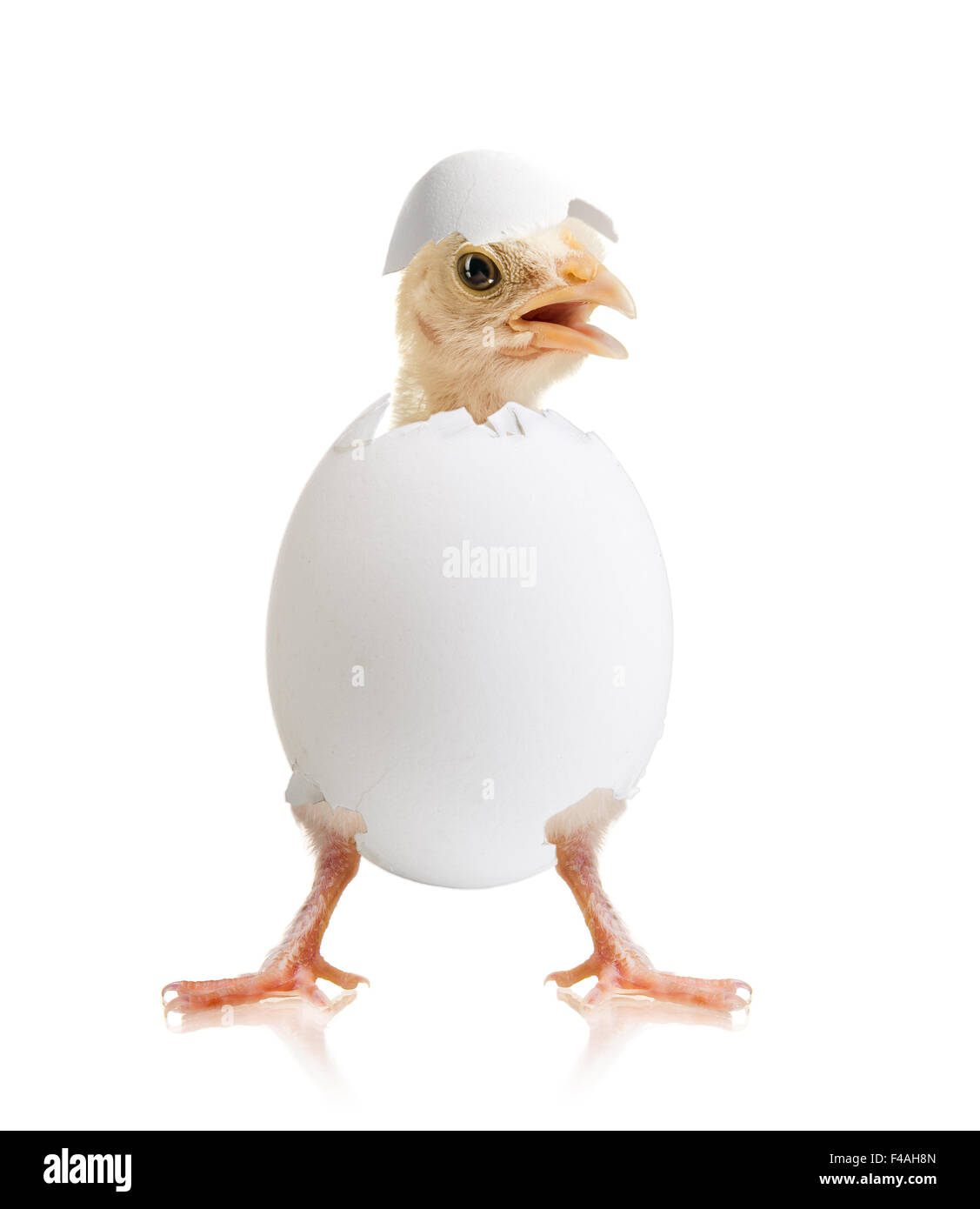 Hen chick by shell Cut Out Stock Images & Pictures - Alamy