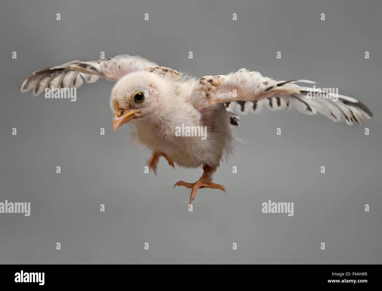 Chicken flapping wings hi-res stock photography and images - Alamy
