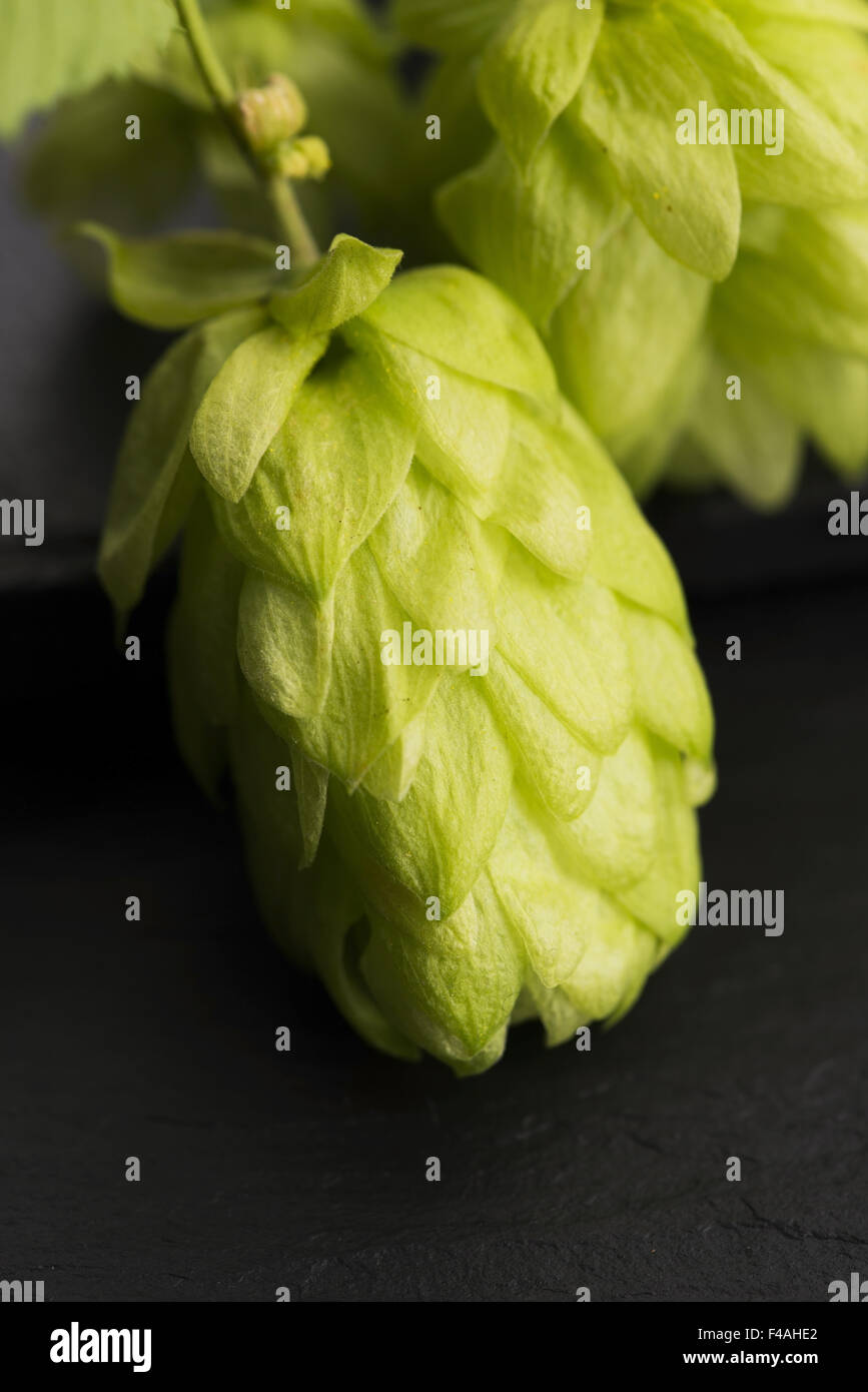 Dry hop cones humulus hi-res stock photography and images - Alamy