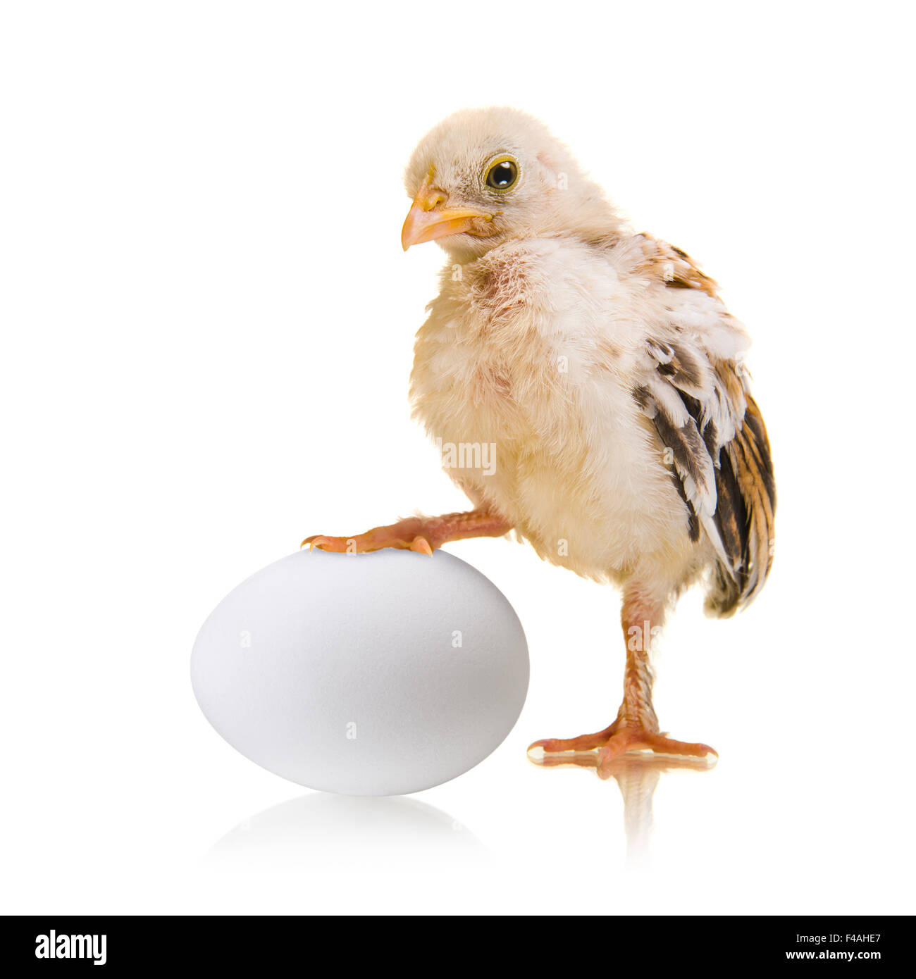 chick and egg Stock Photo - Alamy