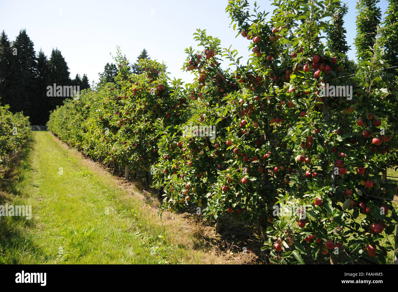 Hedge apple hi-res stock photography and images - Alamy