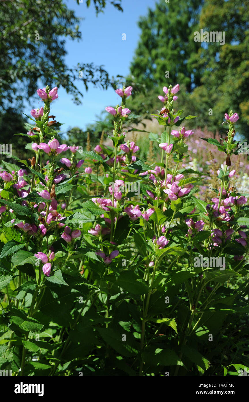 Turtleheads High Resolution Stock Photography and Images - Alamy