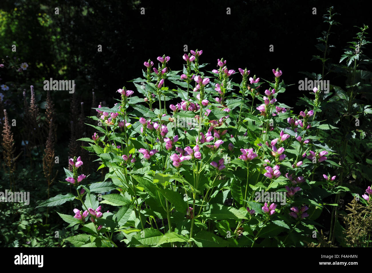 Turtleheads High Resolution Stock Photography and Images - Alamy