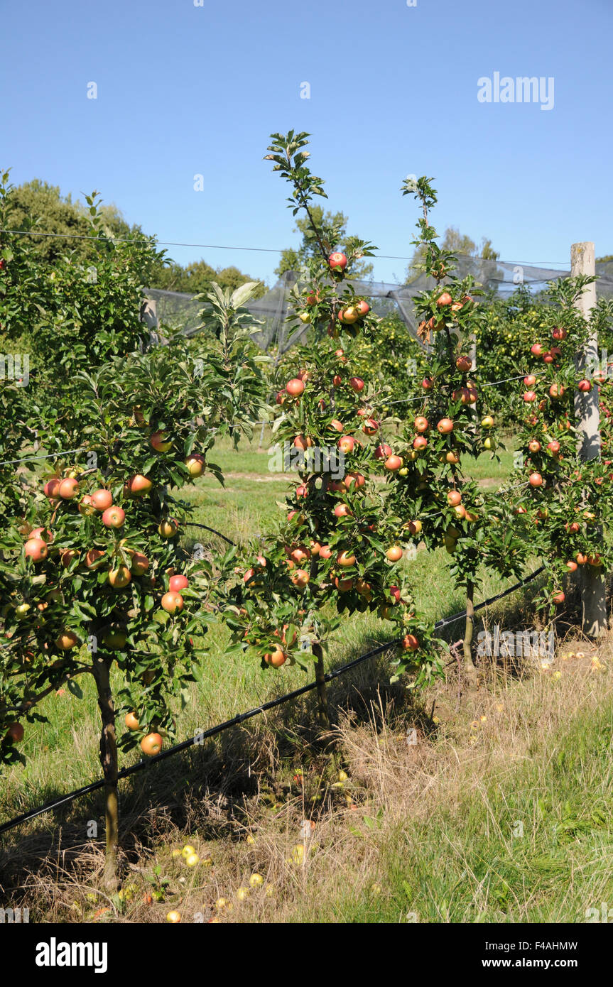 Diwa High Resolution Stock Photography and Images - Alamy