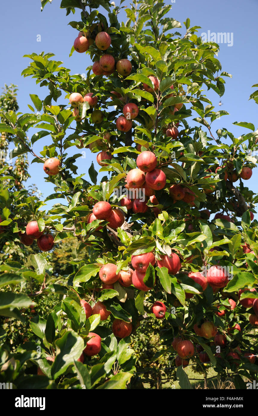 Gala apple blossom hi-res stock photography and images - Alamy