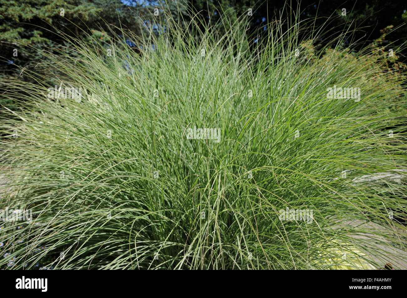 Chinese silver grass Stock Photo - Alamy