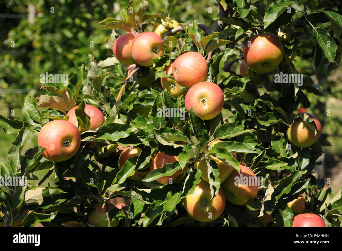 Diwa High Resolution Stock Photography and Images - Alamy