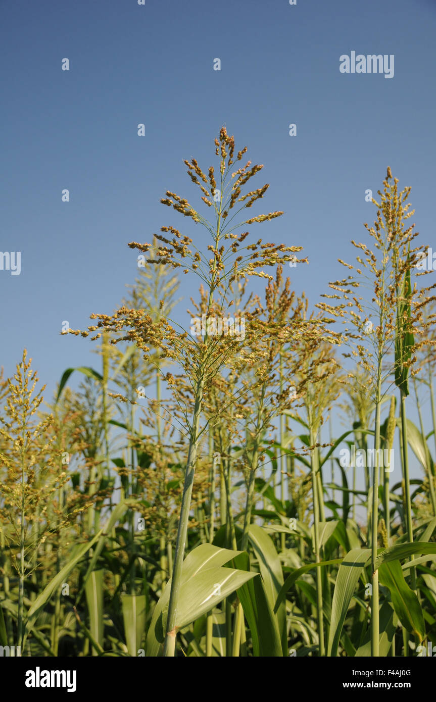 Sudangrass hi-res stock photography and images - Alamy
