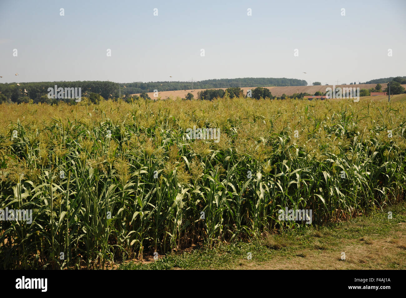 Sudangrass hi-res stock photography and images - Alamy