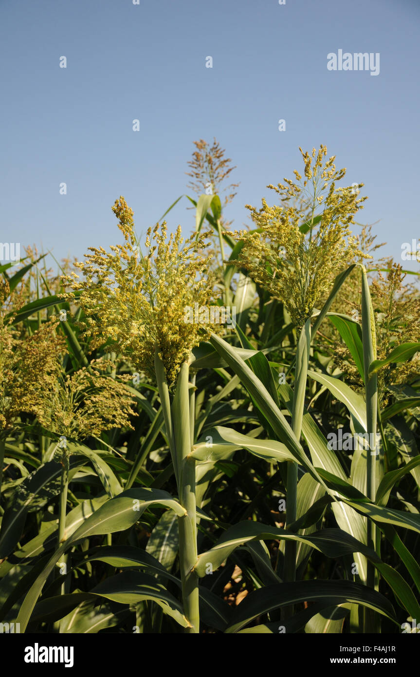 Sudangrass hi-res stock photography and images - Alamy