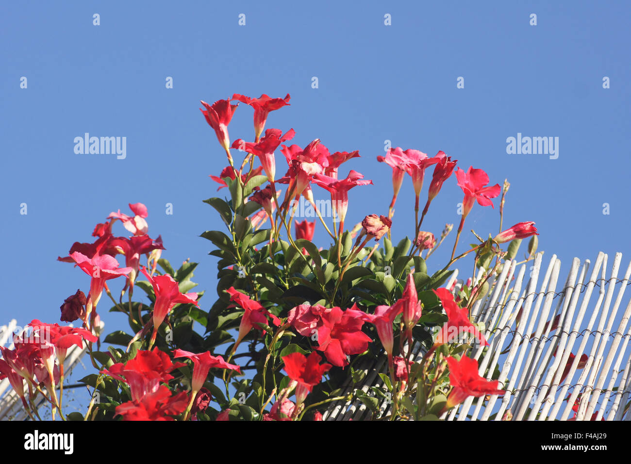 Rocktrumpet hi-res stock photography and images - Alamy