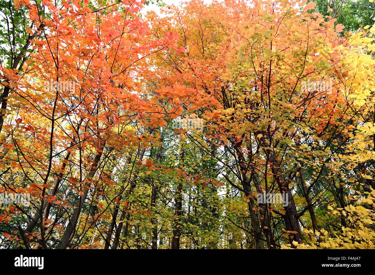 The Forest in its Fall Colors Stock Photo - Alamy