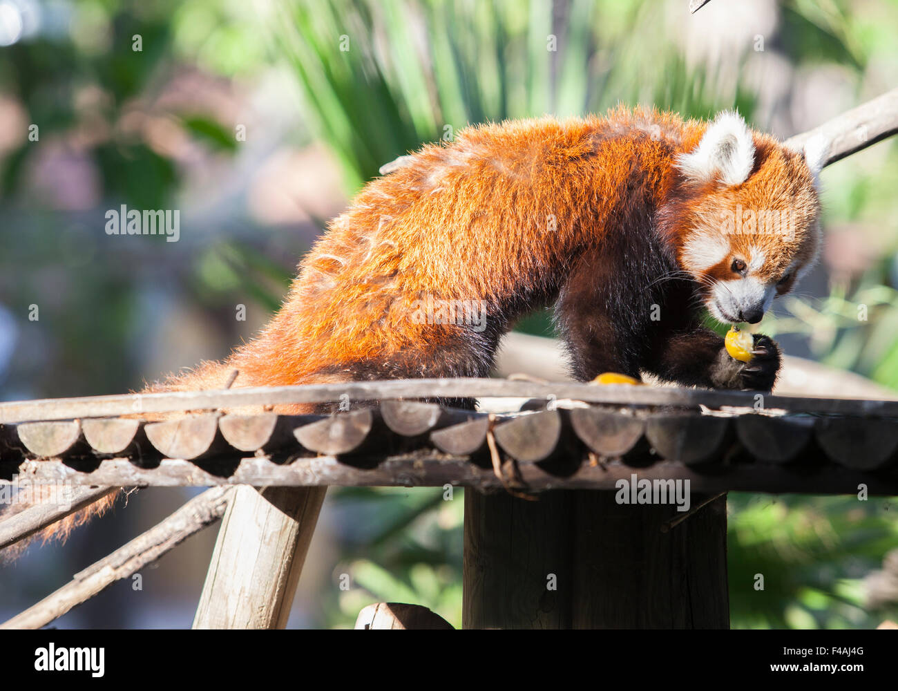 Red Panda Eating Fruit