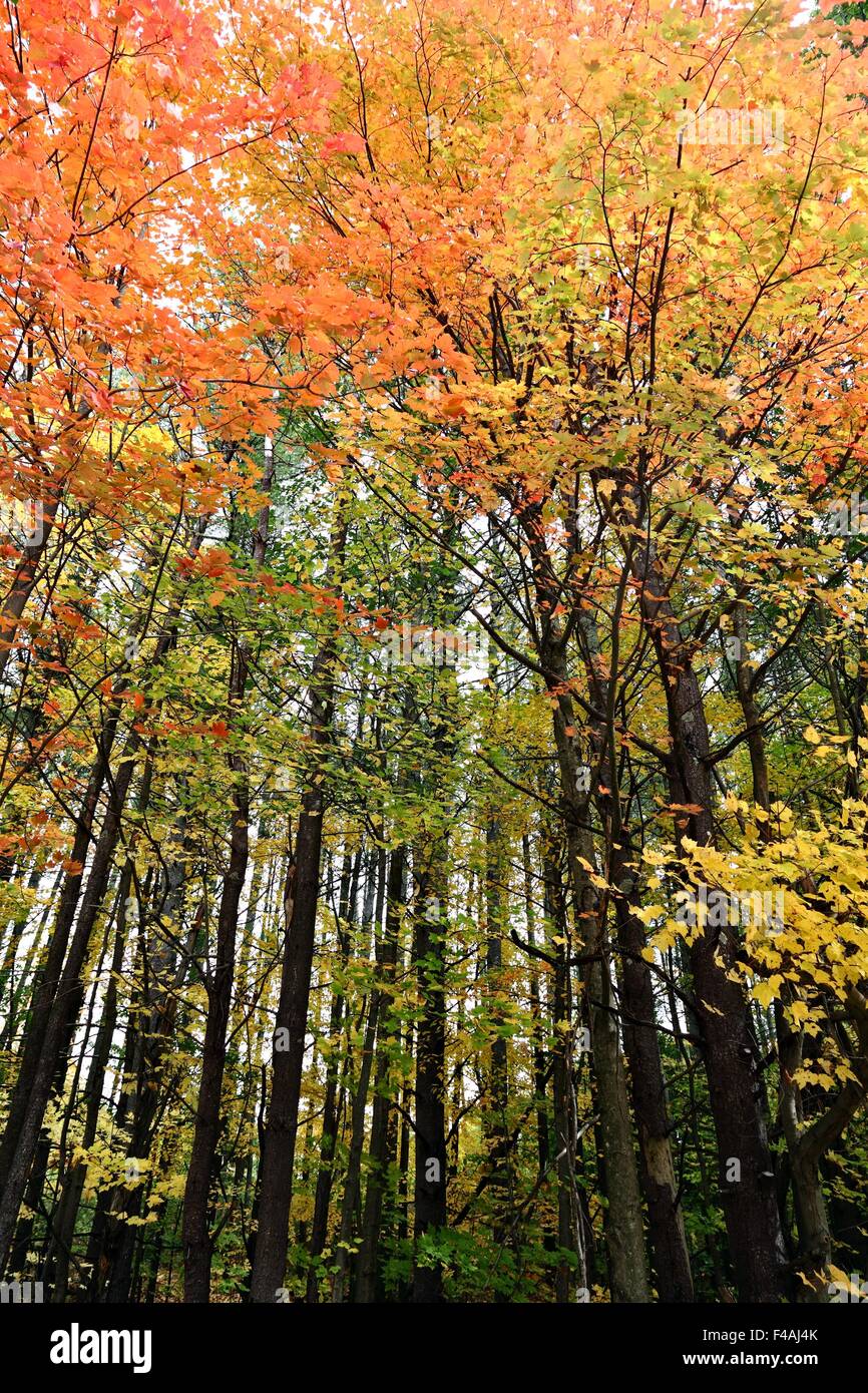 The Forest in its Fall Colors Stock Photo - Alamy