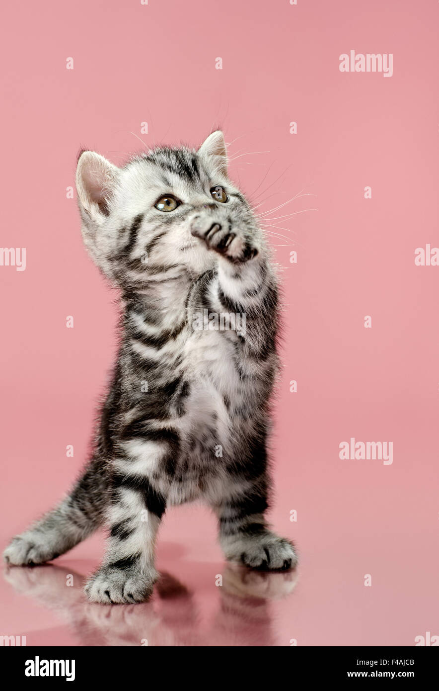 Kitten vertical hi-res stock photography and images - Alamy