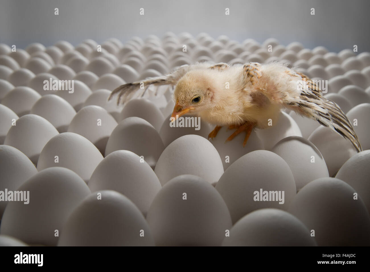 Chicken egg hatch incubator hi-res stock photography and images - Alamy