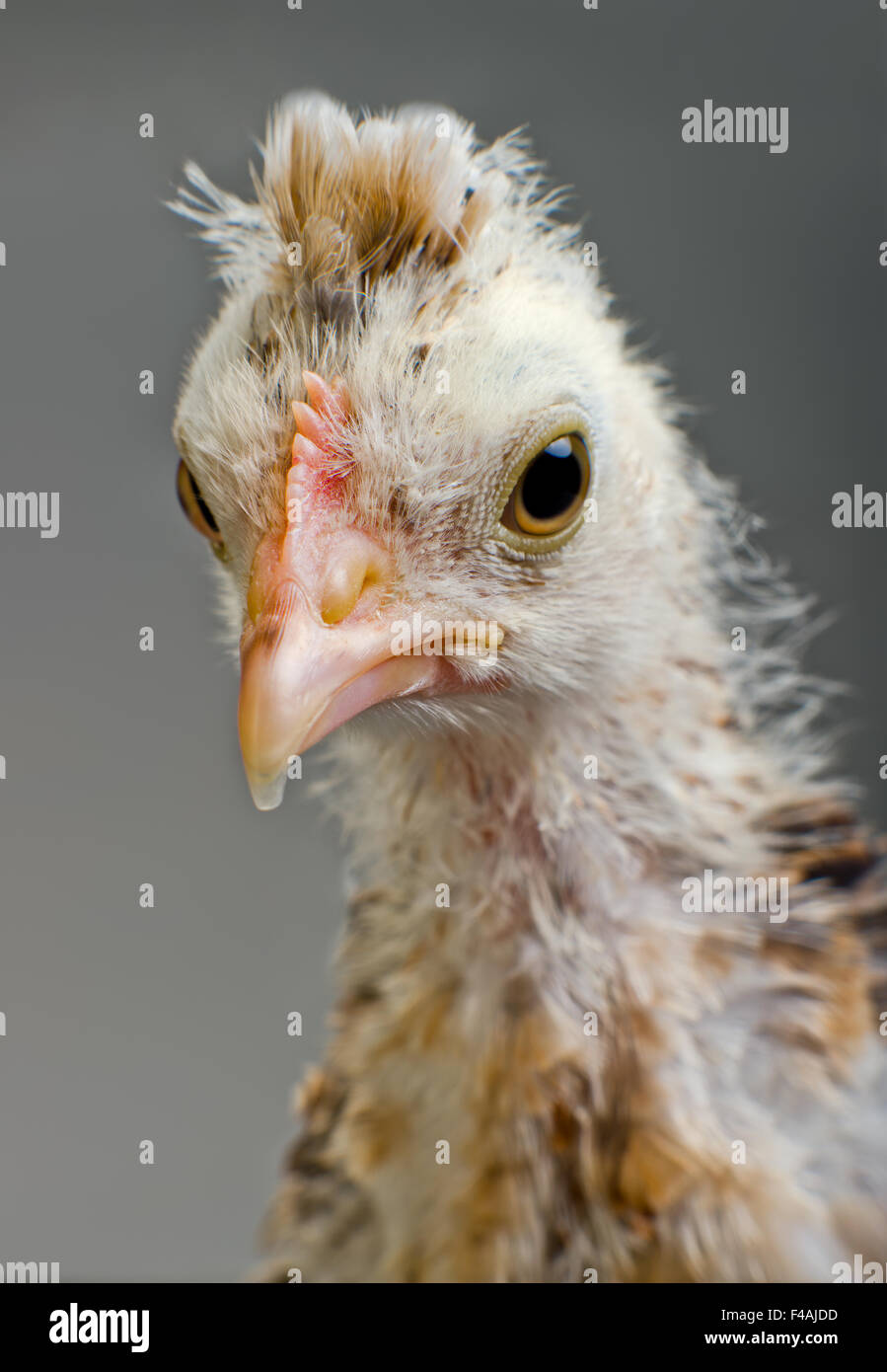 Tufted head hi-res stock photography and images - Alamy