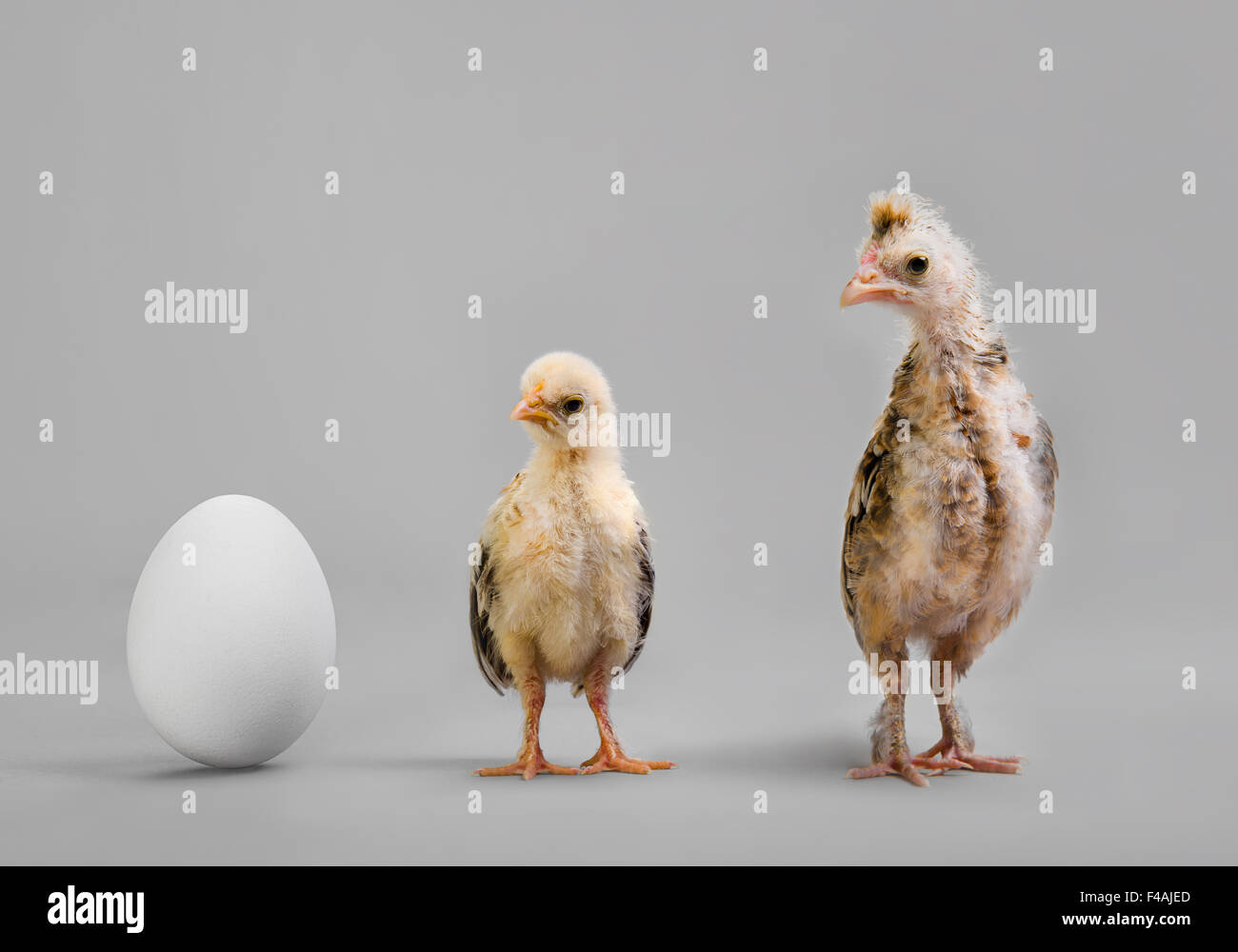 Chicken evolution hi-res stock photography and images - Alamy