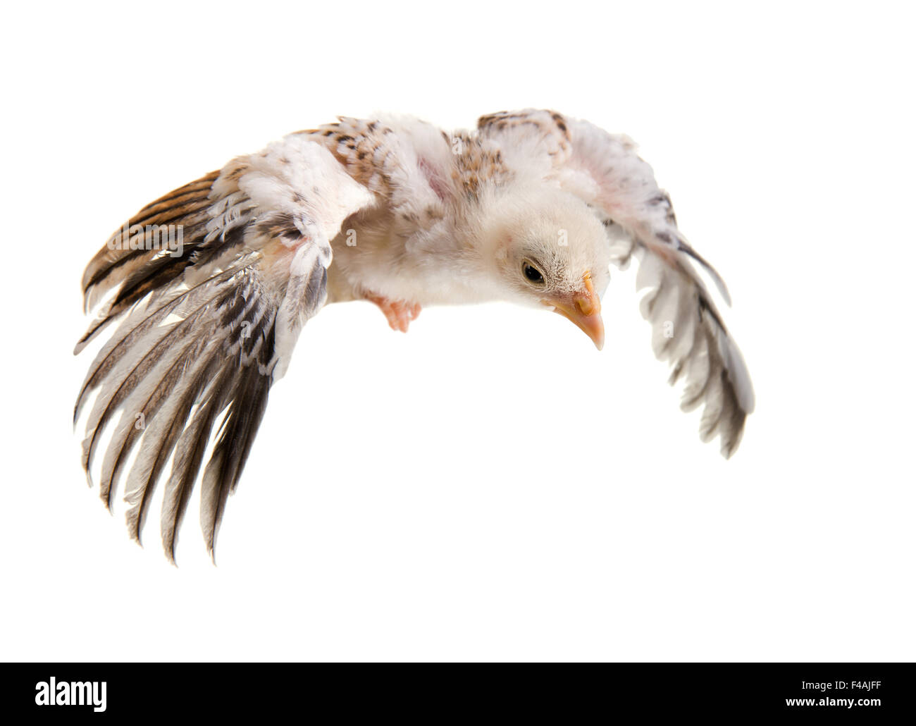 Bird Cut Out Stock Images & Pictures - Alamy