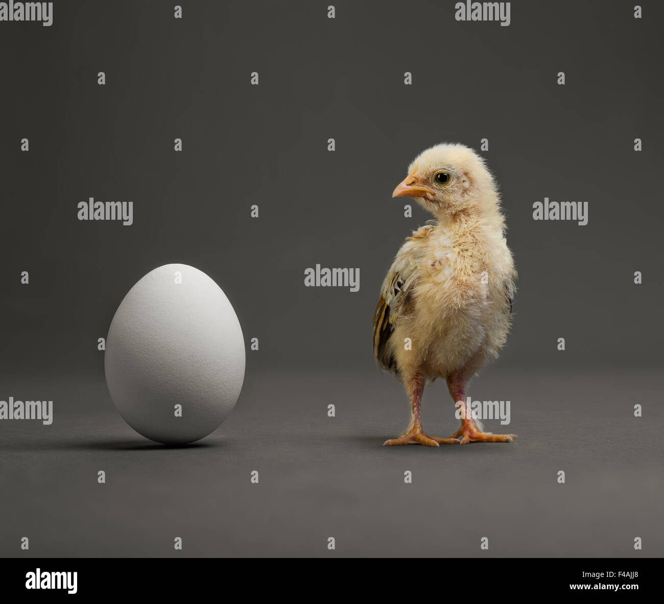 Hen chick by shell hi-res stock photography and images - Alamy