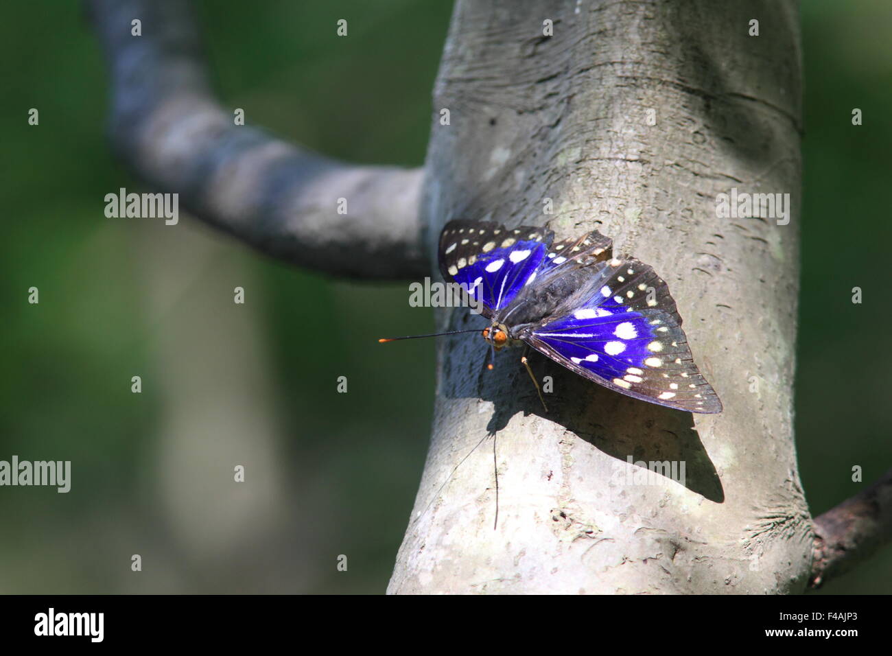 Great purple emperor butterfly hi-res stock photography and images - Alamy