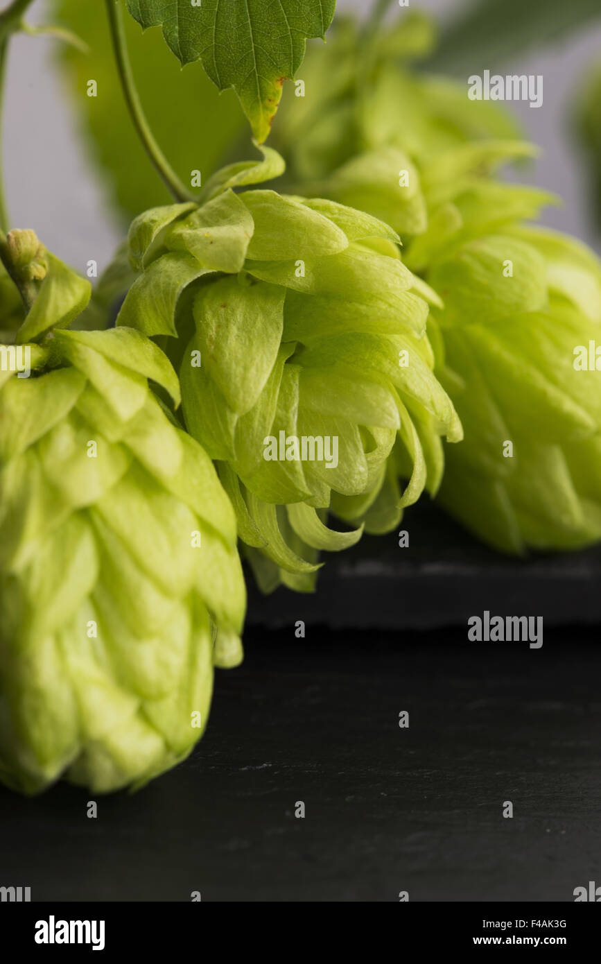 Fresh green hop cones Stock Photo - Alamy